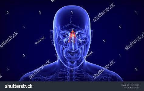 Human Skull Ethmoid Bone Anatomy 3d Stock Illustration 2228531887 Shutterstock