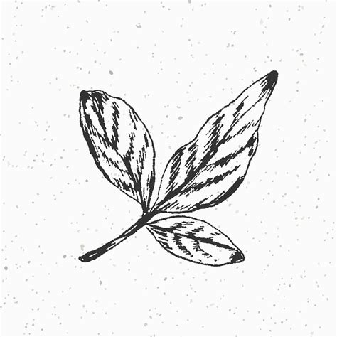 Hand Drawn Tree Leaf Vector Premium Vector Illustration Rawpixel