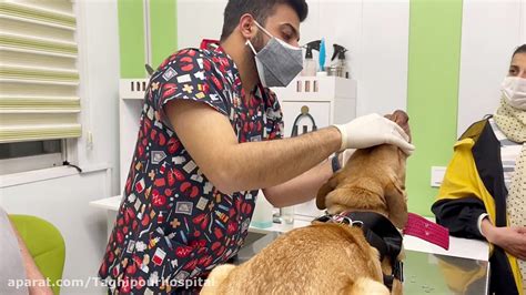 سگ بزرگ Big Dog