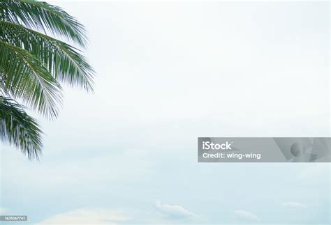 푸른 하늘 여름 열대 배경에 야자수 잎 나무 흰 구름 파스텔 모형 프레임 제품 화장품 아름다움 템플릿 공간 여행 휴일 휴가 자유 환경 0명에 대한 스톡 사진 및 기타 이미지