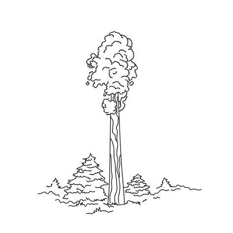 Premium Vector Vector Illustration Plant Tree Giant Sequoia Hand Line