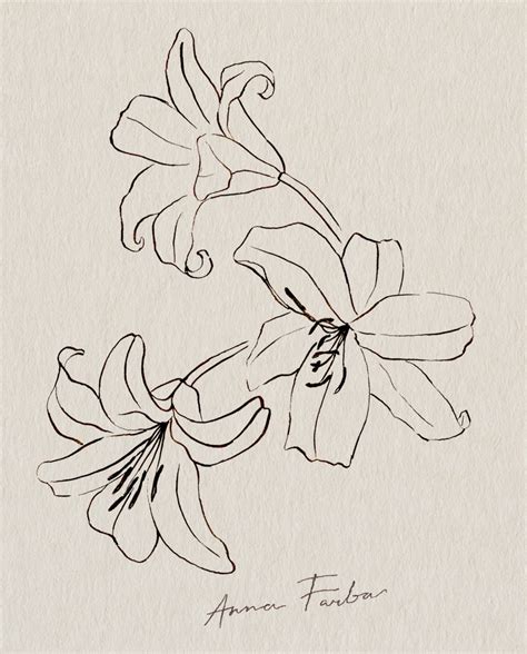 Lilies From Botanical Sketchbook Anna Farba Illustration Botanical Sketchbook Sketch Book