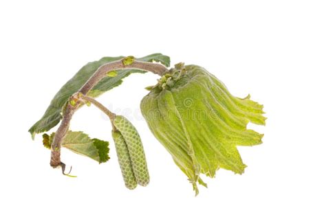 Hazel Nut In Shell Isolated Stock Image Image Of Kernel Background