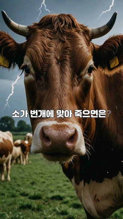 다둥대디 아재개그 컬렉션25 소 번개 아재개그 다둥대디 아재개그컬렉션 웃긴 재밌는영상 추천영상 영상추천 아재들공략 아재농담 넌센스 퀴즈 좋아요