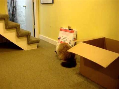 Ragdoll Cat and Neko Flies Small Kittenator ねこ ラグドール Floppycats