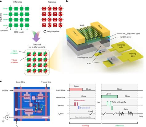 In Situ Machine Learning With A Tiio Cell A Inference And Training