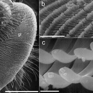 2 Glossa Of Various Ant Species Scanning Electron Microscopical