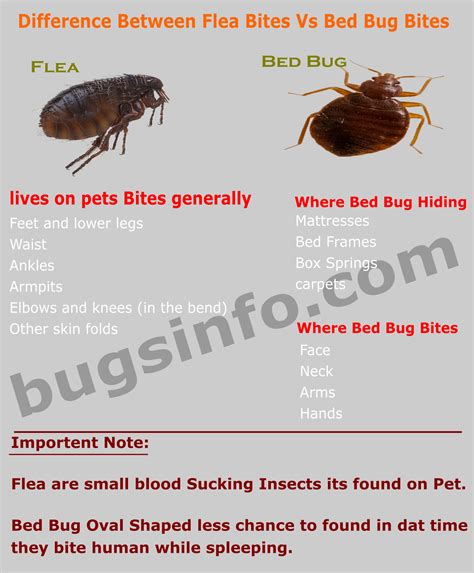 What Do Bed Bug Bites Vs Mosquito Bites At Gary Hendley Blog