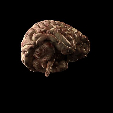 인간 두뇌 Cinema4d 3d 모델 18 C4d Free3d