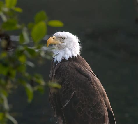 Bald Eagles Migration Nesting And Other Nature Environments Jann