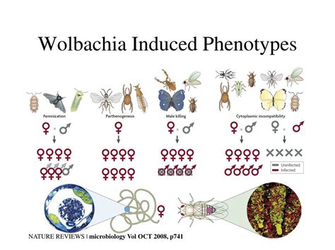 Ppt Discover The Microbes Within The Wolbachia Project Powerpoint
