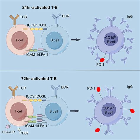Icam 1 Mediated Cell Cell Adhesion Exerts Dual Roles On Human B Cell