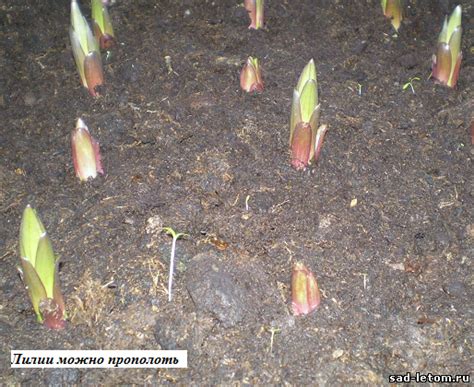 Уход за лилией весной Открываю Крым Дзен