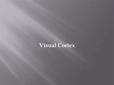 Ppt Visual Cortex Powerpoint Presentation Free Download Id2067935