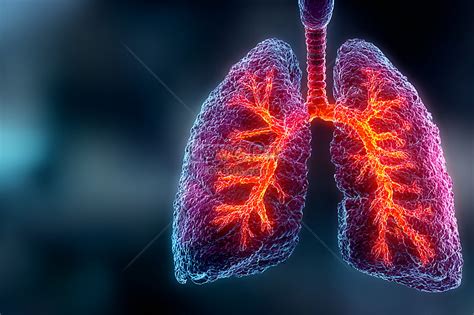 호흡기 시스템 기관