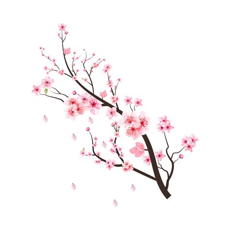 Cherry Blossom Branch With Blooming Pink Sakura Flower PNG Cherry