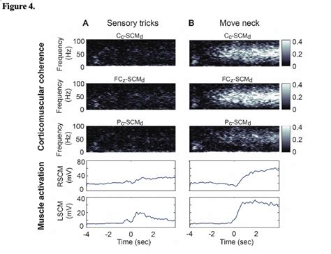 Sensory Tricks Modulate Corticocortical And Corticomuscular