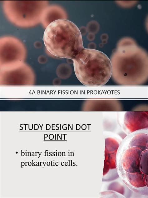 4a Cell Cycle Prokaryotes Download Free Pdf Plasmid Molecular Cloning