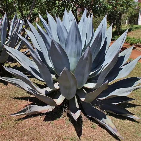 Famous Types Of Agave Plants And Varieties Along With Their Uses