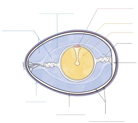 Egg Anatomy Diagram Quizlet