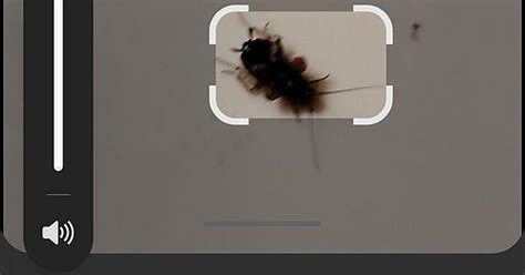 Wtf Is This Roach Album On Imgur
