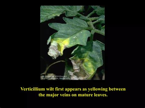 Tomato Verticillium Wilt Pptx Gardening Home And Garden