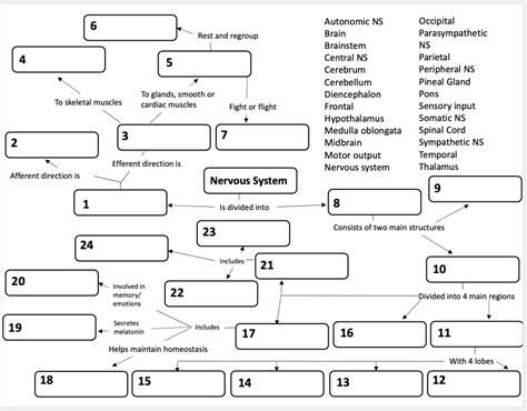 Can You Fill Out This Nervous System Concept Map