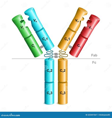Antibody Drawing At Jacob Lutz Blog