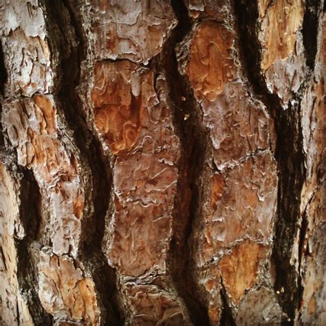 How To Identify A Tree By Its Bark Artofit