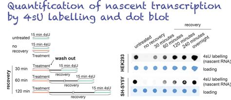 Protocols Gegersen Lab