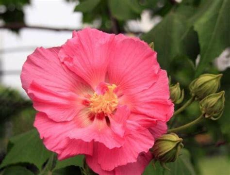 20 Hibiscus Mutabilis Flower Seeds Fw97004 Etsy