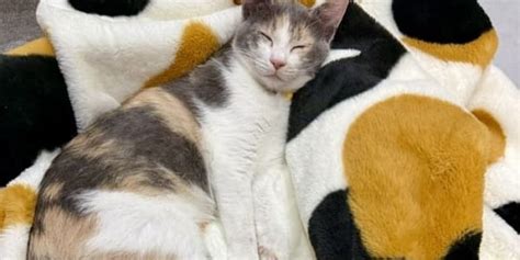 보들보들 촉감이 좋은지 극세사 담요에 올라갔다가 그대로 잠든 삼색 고양이 애니멀 플래닛