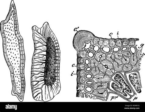 Sclerenchyma Cells
