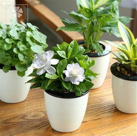 綠植擺放有講究！2023年植物要「這樣擺」好看又吉祥 擺錯影響家人「運程發展」甚至帶來災禍 趣味事務所