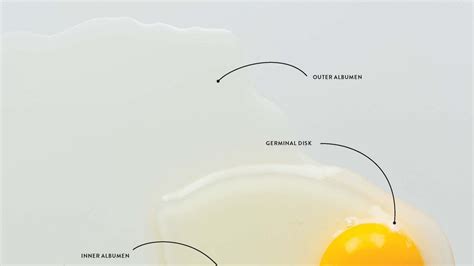 Egg Anatomy 101 Shell White And Yolk Glamour