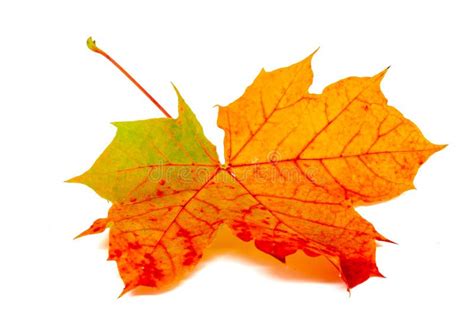 Colorful Colors Of A Maple Leaf Isolated In Autumn Stock Image Image