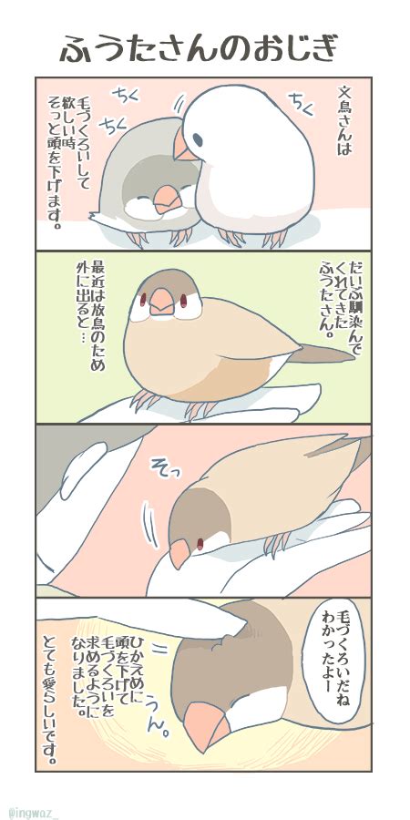 「ふうたさんのおじぎ。 Buncho Javasparrow 文鳥 」文 新木南生 文鳥まつりh01の漫画