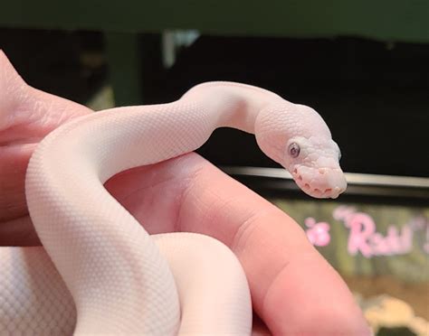 Python Regius Ball Python Super Lesser Female 5 Small Ey