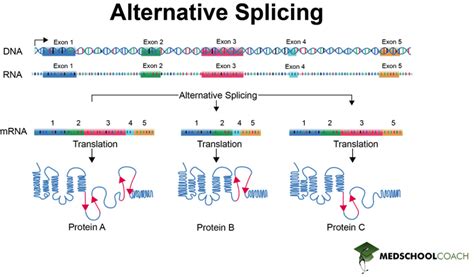 Regulation Of Gene Expression In Eukaryotes Mcat Biology Medschoolcoach
