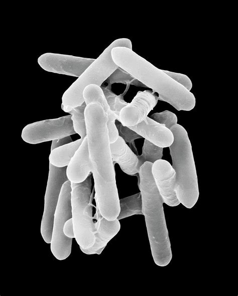 Bacillus Subtilis Microscope