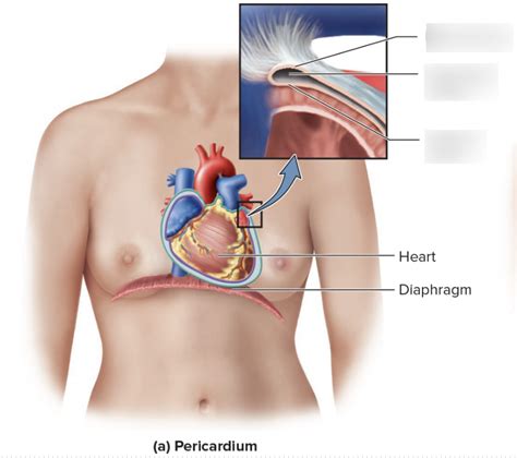 Pericardium Diagram Quizlet