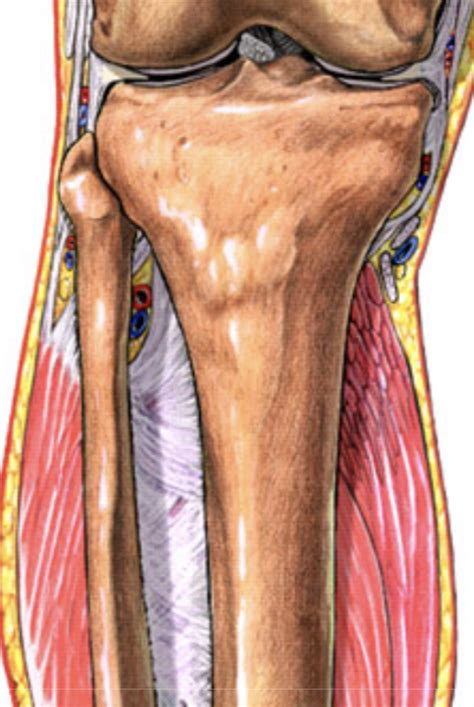 Anterior Proximal Tibiafibula Rightdepth 329 Diagram Quizlet