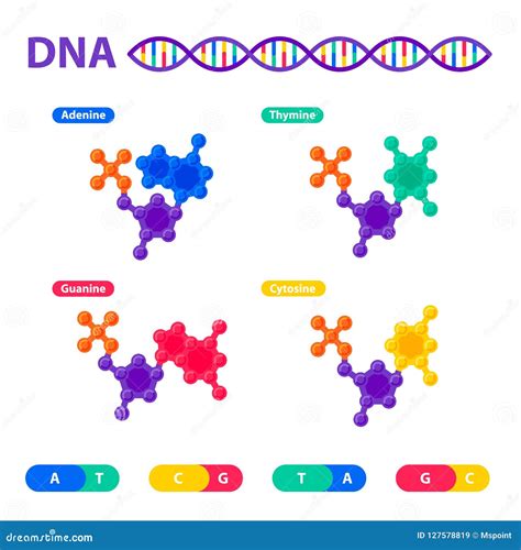 Dna Structure Genome Sequencing Concept Nanotechnology And