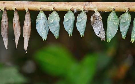 Download Free Photo Of Cocoons Larva Larvae Insect Larvae Macro From