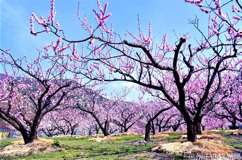 湯けむりNEOネオン号ほろ酔いお花見列車