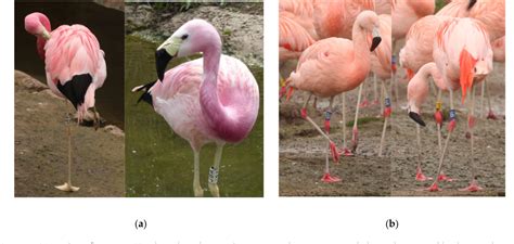 Figure 1 From Influences Of Rearing Environment On Behaviour And