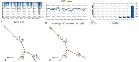 Codon Optimization And Mrna Vaccine Structure Prediction A Cai Value Download Scientific
