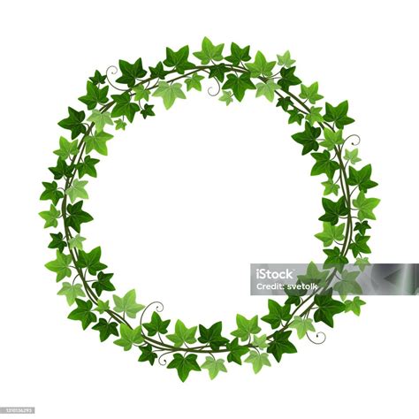 흰색 배경에 고립 된 녹색 아이비 크리퍼 식물 화환 헤데라 포도 나무 식물 라운드 프레임 디자인 요소 장식 담쟁이 식물 원