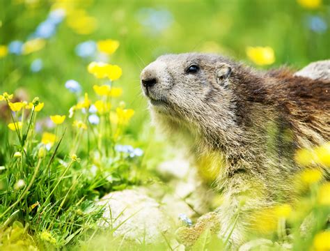 What To Do When Groundhogs Enter Your Yard