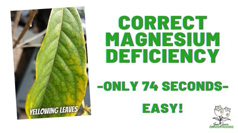 Magnesium Ion Deficiency In Plants Symptoms At Marie Vicente Blog